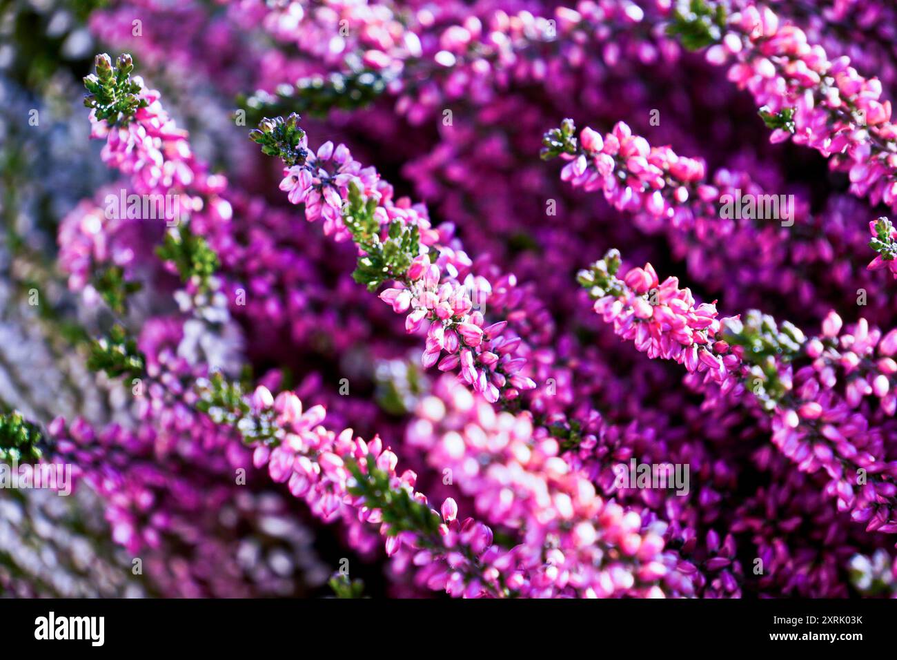Concept photo of a pink heather plant. Calluna Vulgaris. Germany ...