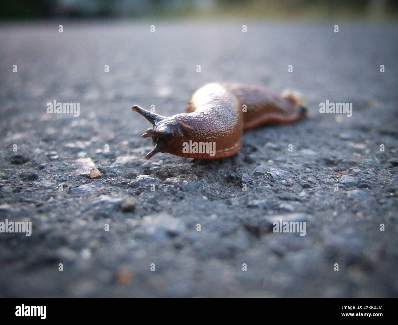 Slug on a rainy asphalt road Stock Photo - Alamy