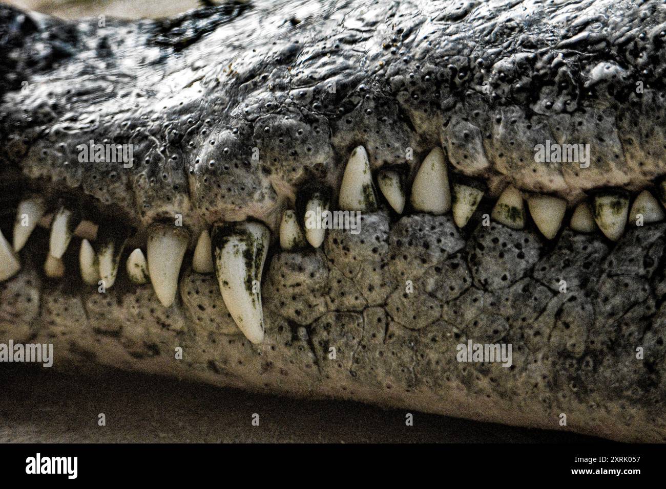 Detail Close Up of Crocodile Teeth Stock Photo - Alamy