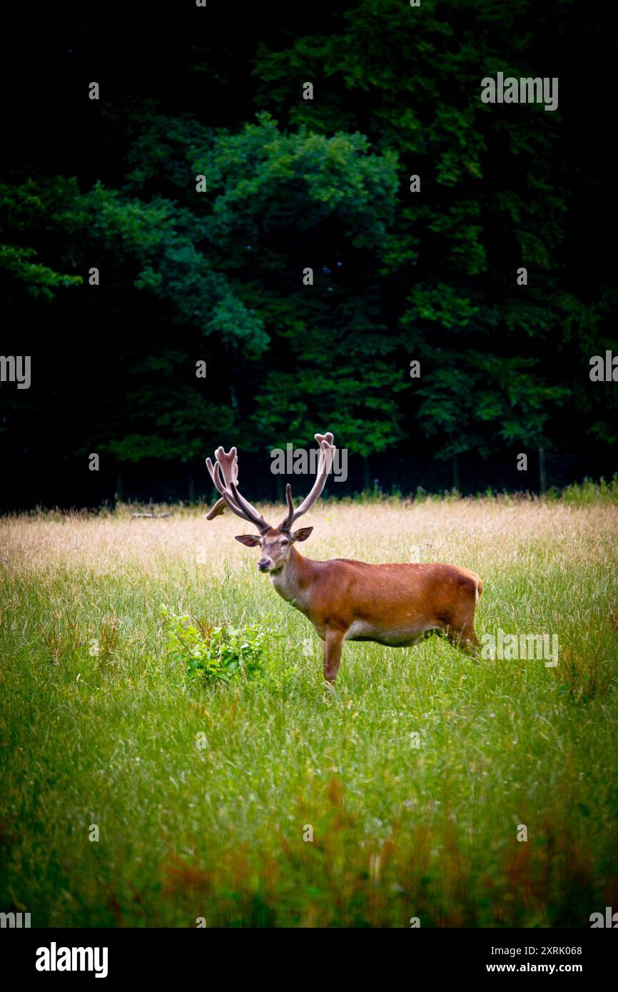 red deer in a forest in germany Stock Photo - Alamy