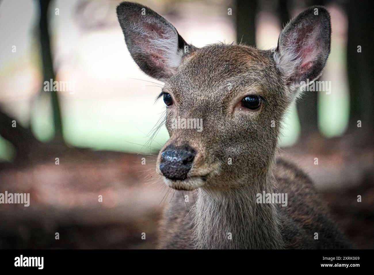 red deer in a forest in germany Stock Photo - Alamy