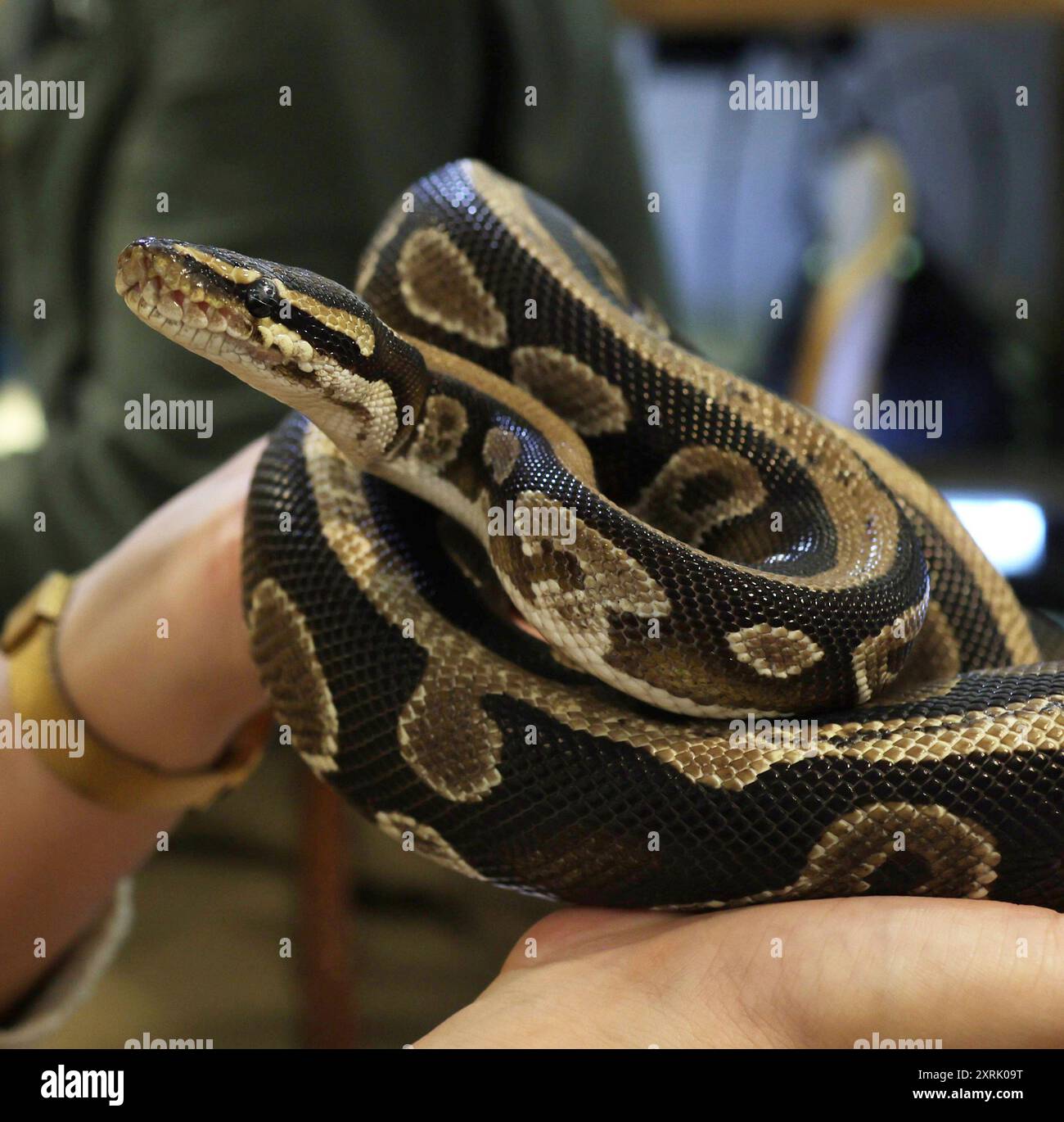 A ball python is pictured at Hachu Café in Tokyo on February 17, 2024 ...