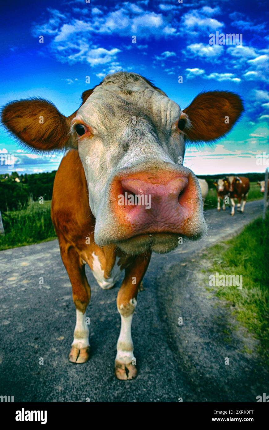 Comical funny face hi-res stock photography and images - Alamy
