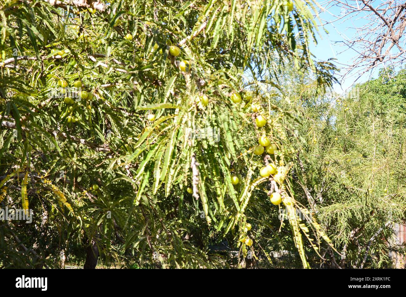 Indian Gooseberry also known as Amla (Phyllanthus emblica) tree with ...
