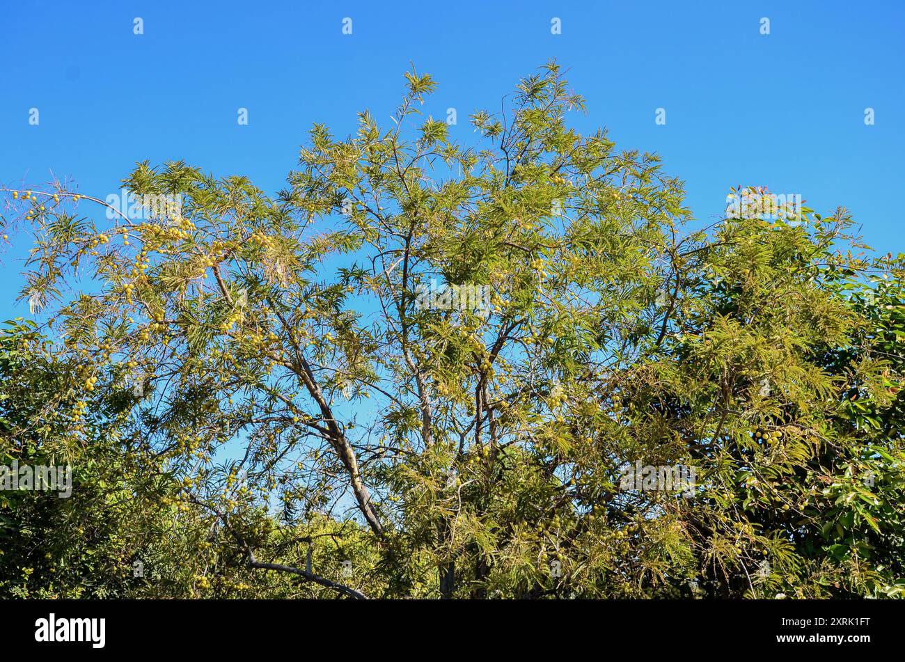 Indian Gooseberry also known as Amla (Phyllanthus emblica) tree with ...
