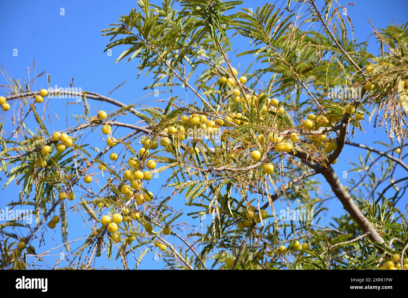 Indian Gooseberry also known as Amla (Phyllanthus emblica) tree with ...