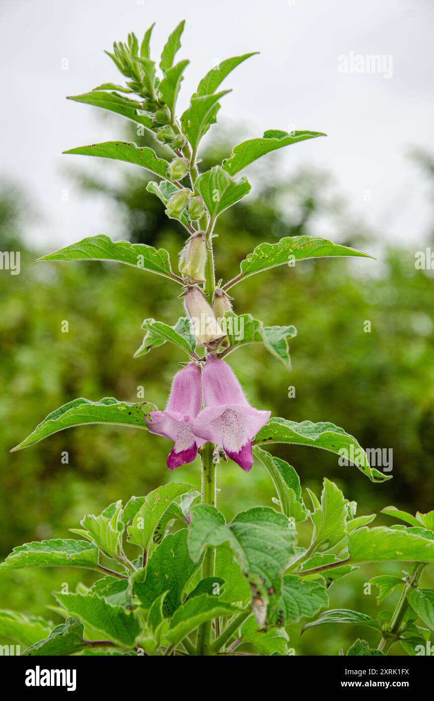 Sesame seed farm sesamum hi-res stock photography and images - Alamy