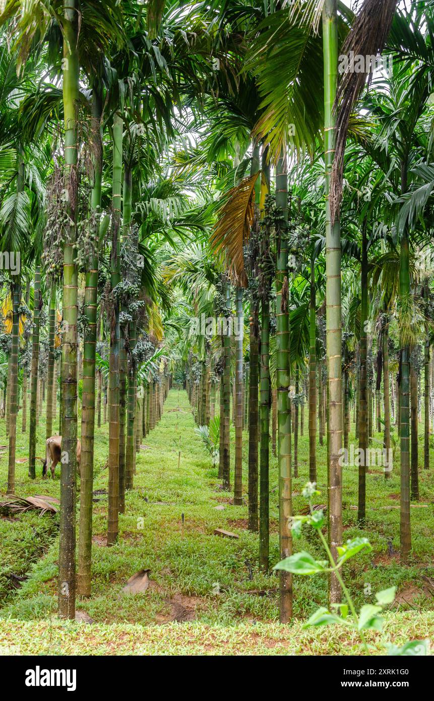 Areca nut plantation hi-res stock photography and images - Alamy