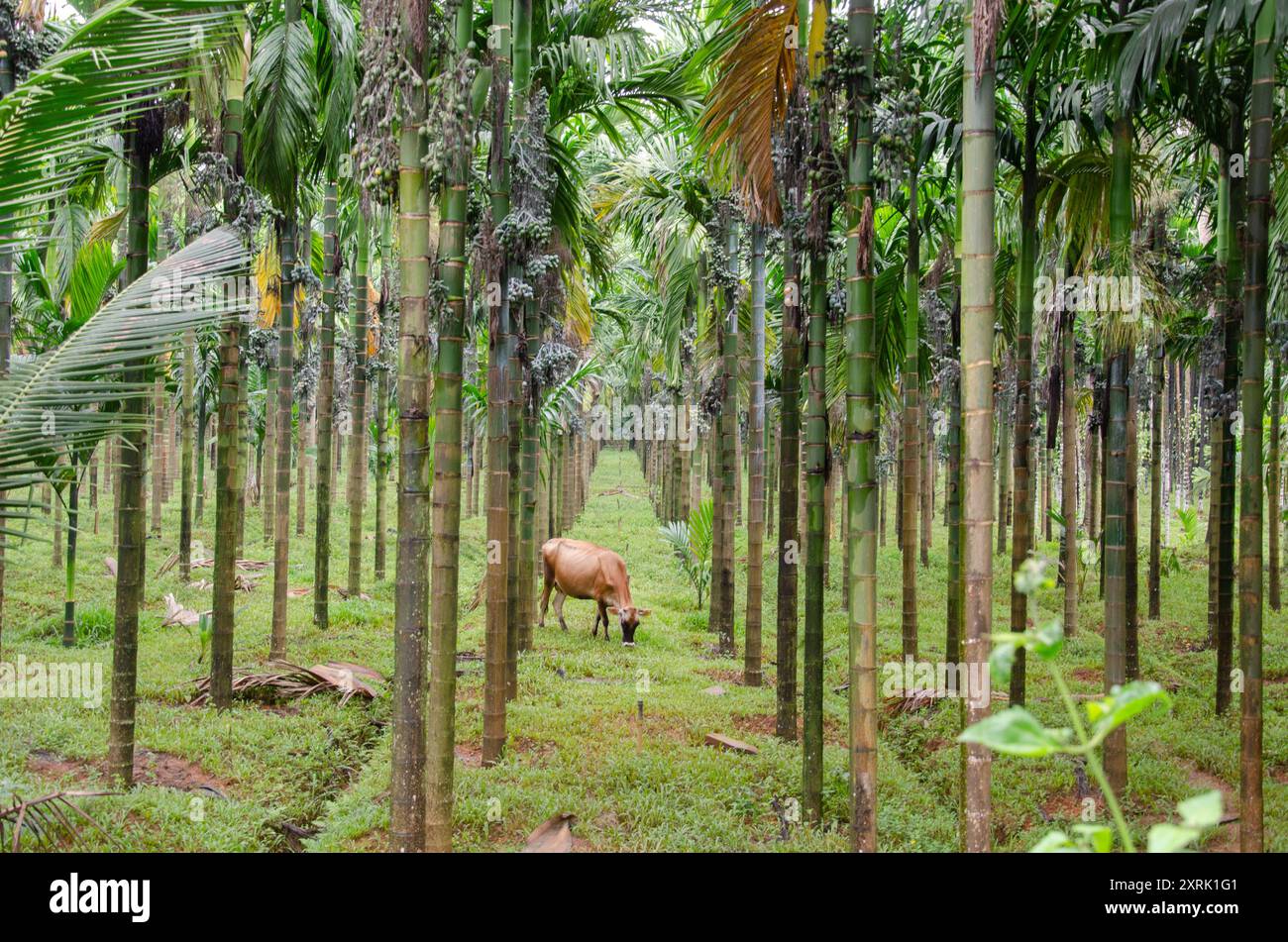 Areca nut plants with areca nut bunches in a plantation Stock Photo - Alamy