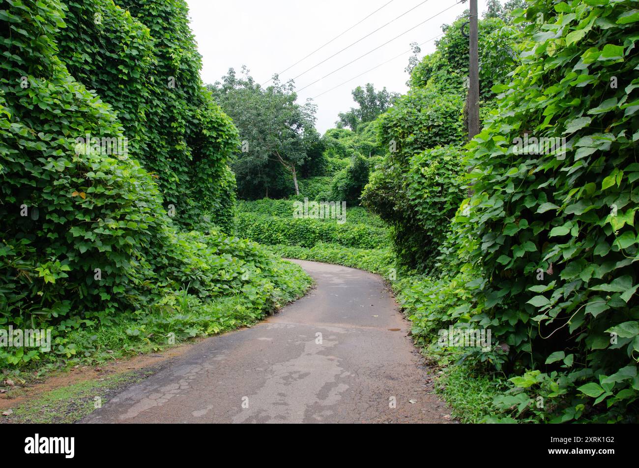 A rural road with sides covered with highly invasive vines Mucuna ...