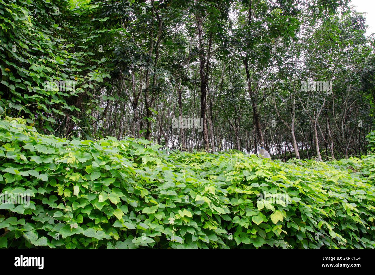 Rubber plantation covered with invasive vines Mucuna bracteata ...