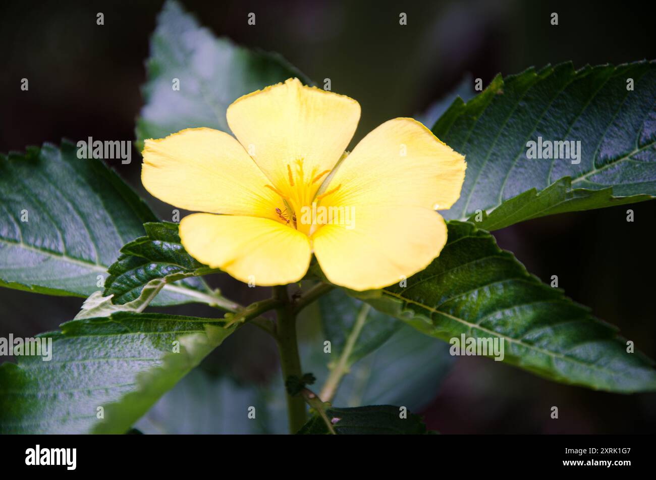 Yellow Alder (Turnera ulmifolia) plant and flower. Also known by names ...