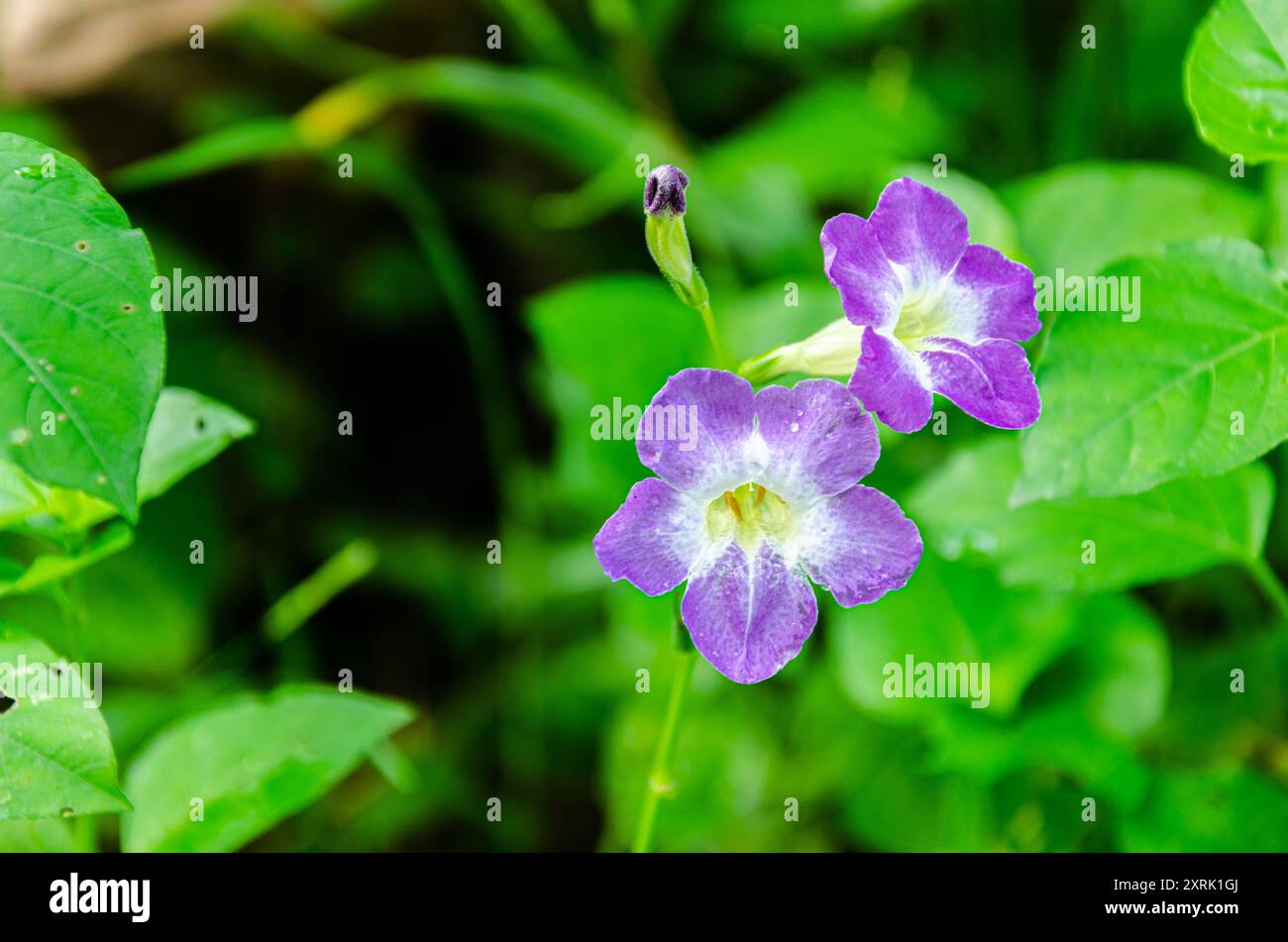 Wild flowers - Asystasia gangetica also known as Chinese Violet or ...