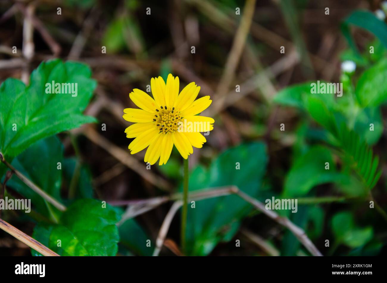 Singapore Daisy also known as Sphagneticola trilobata, Bay Biscayne ...