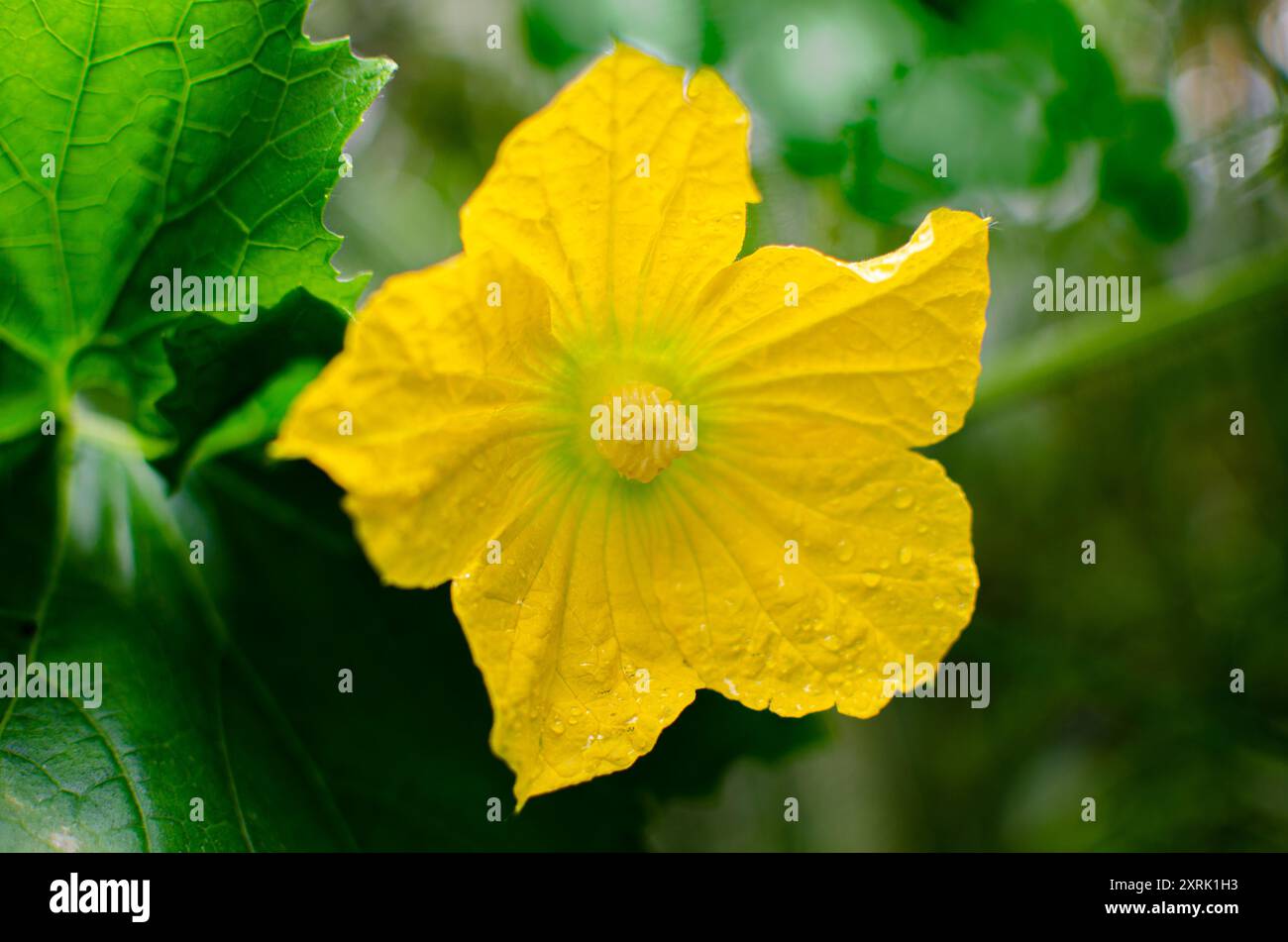 Flower of Ash Gourd also called benincasa hispida, the wax gourd, white ...