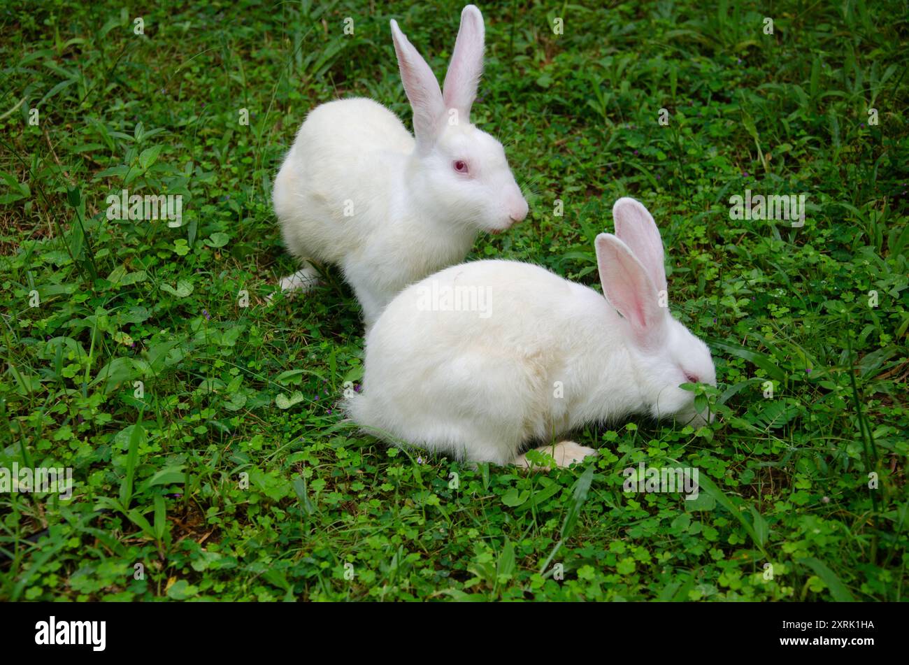 Two little white rabbits in the grass Stock Photo - Alamy