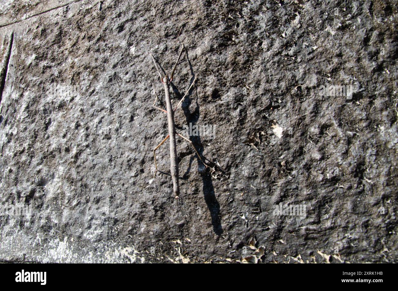 Peruvian fern stick insect hi-res stock photography and images - Alamy