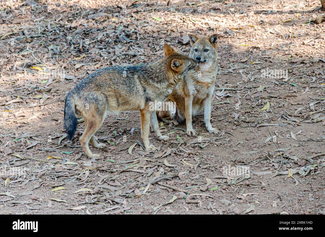 A pair of jackals in a zoo Stock Photo - Alamy