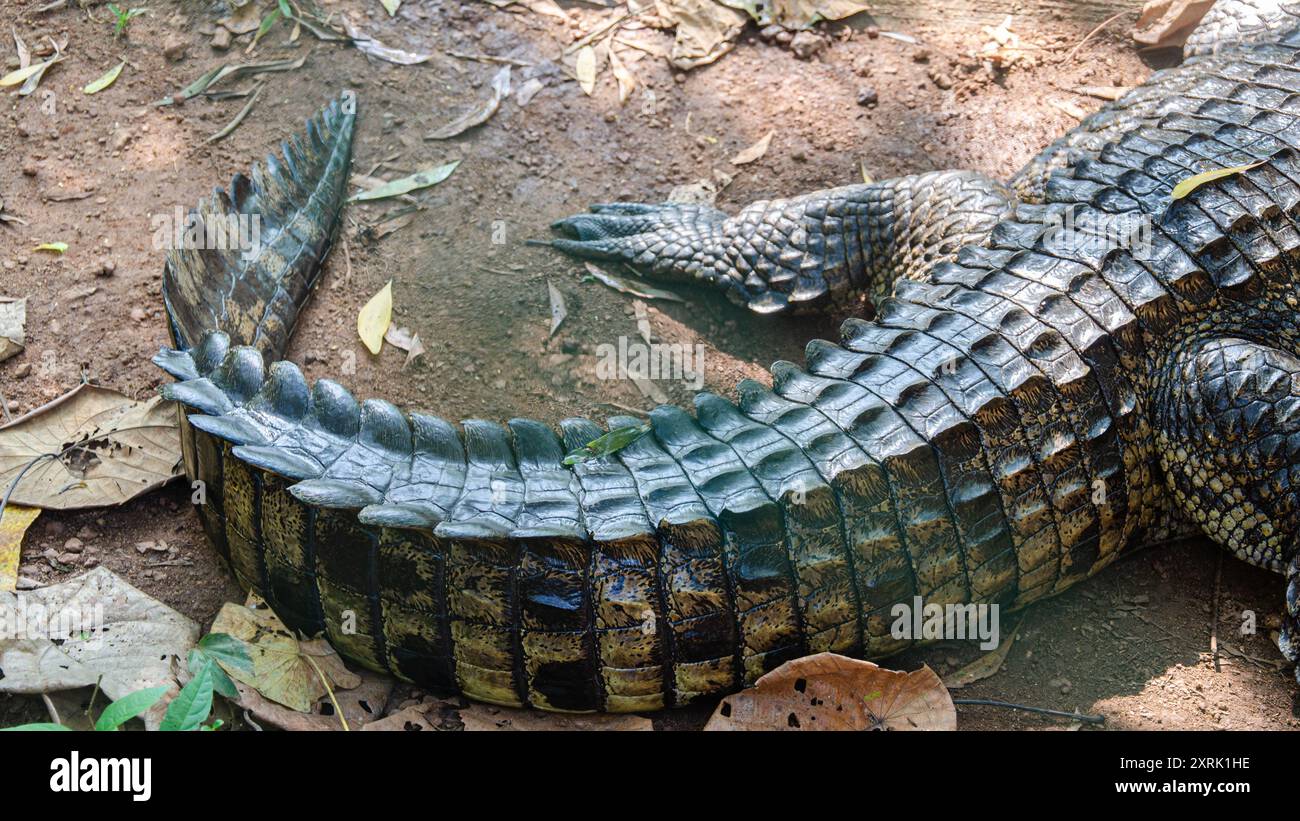 Scaly tail hi-res stock photography and images - Alamy