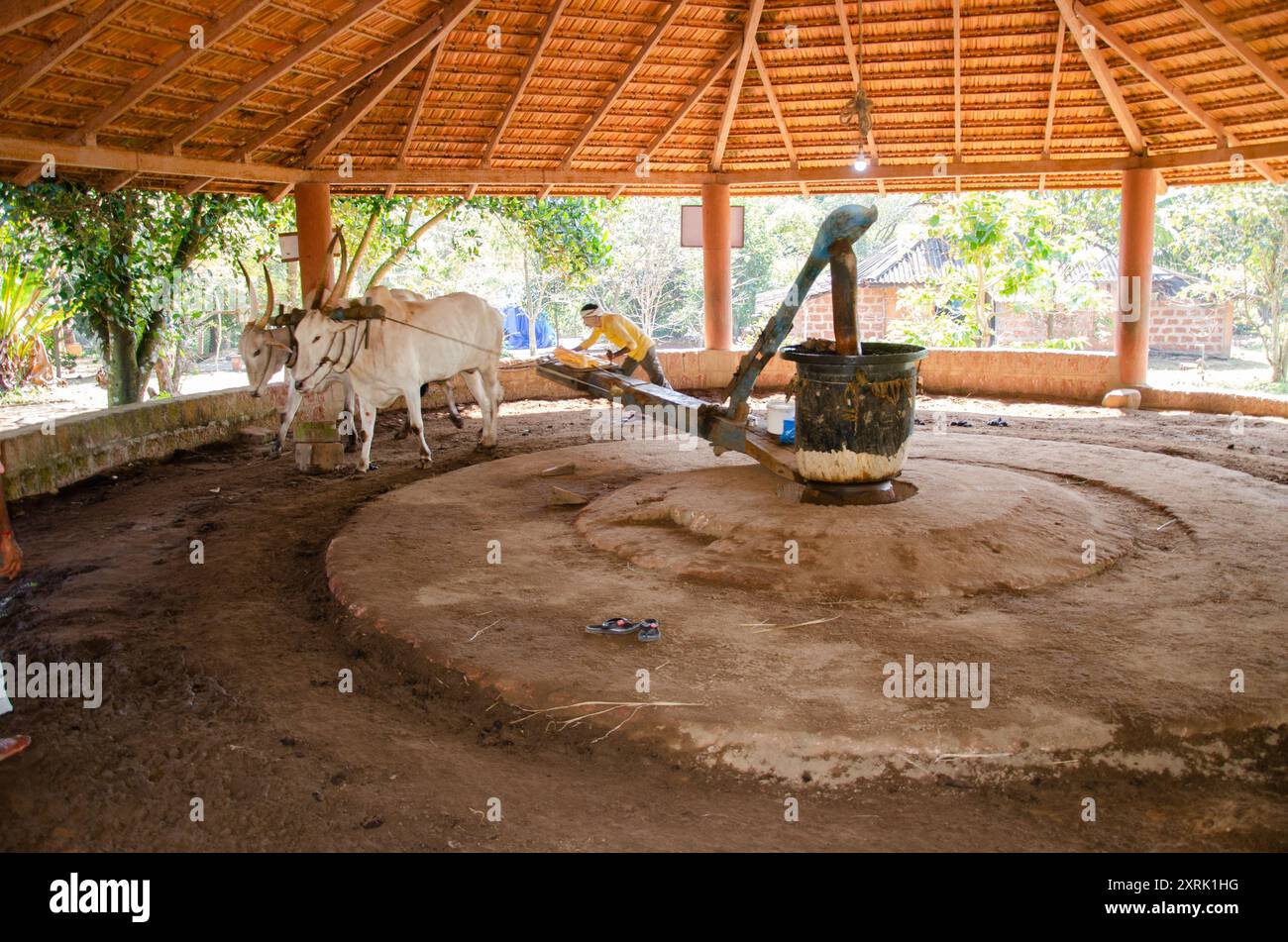 Ancient method of bull driven cold pressed oil extracttion using a ...