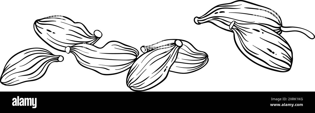 Cardamom Seeds Isolated Outline Illustration Stock Vector Image & Art ...