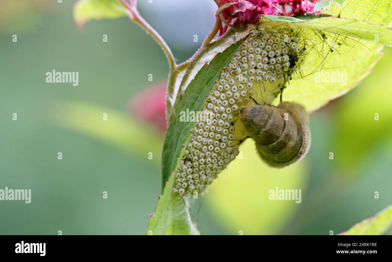 Rusty tussock moth laying eggs under a leaf Stock Photo - Alamy