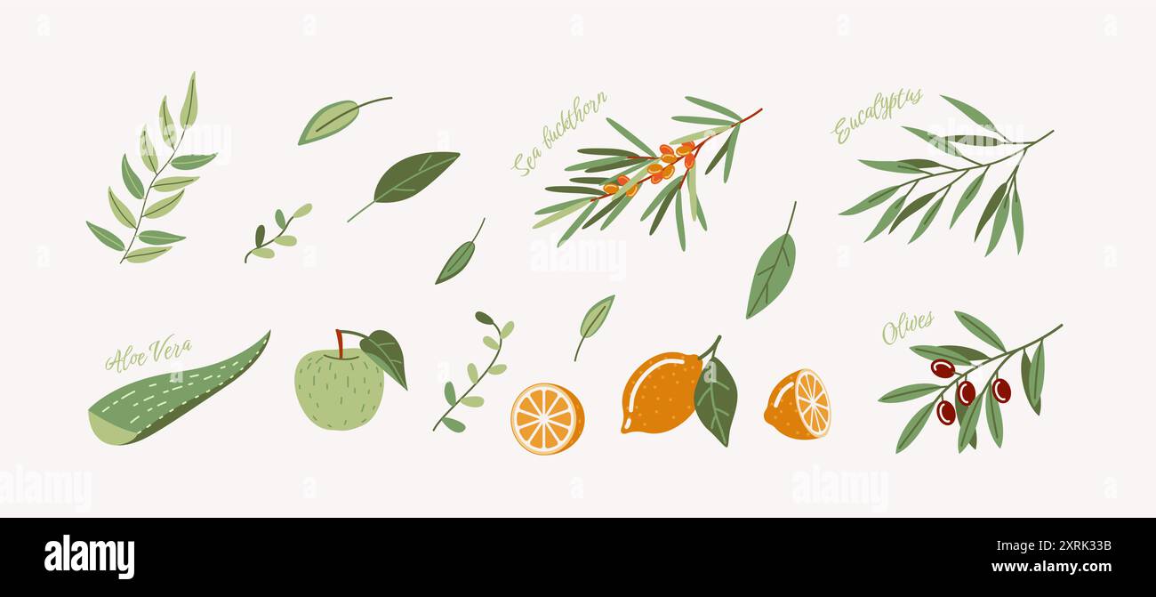 Organic ingredients of herbal medicine 2D cartoon objects set. Fresh ...