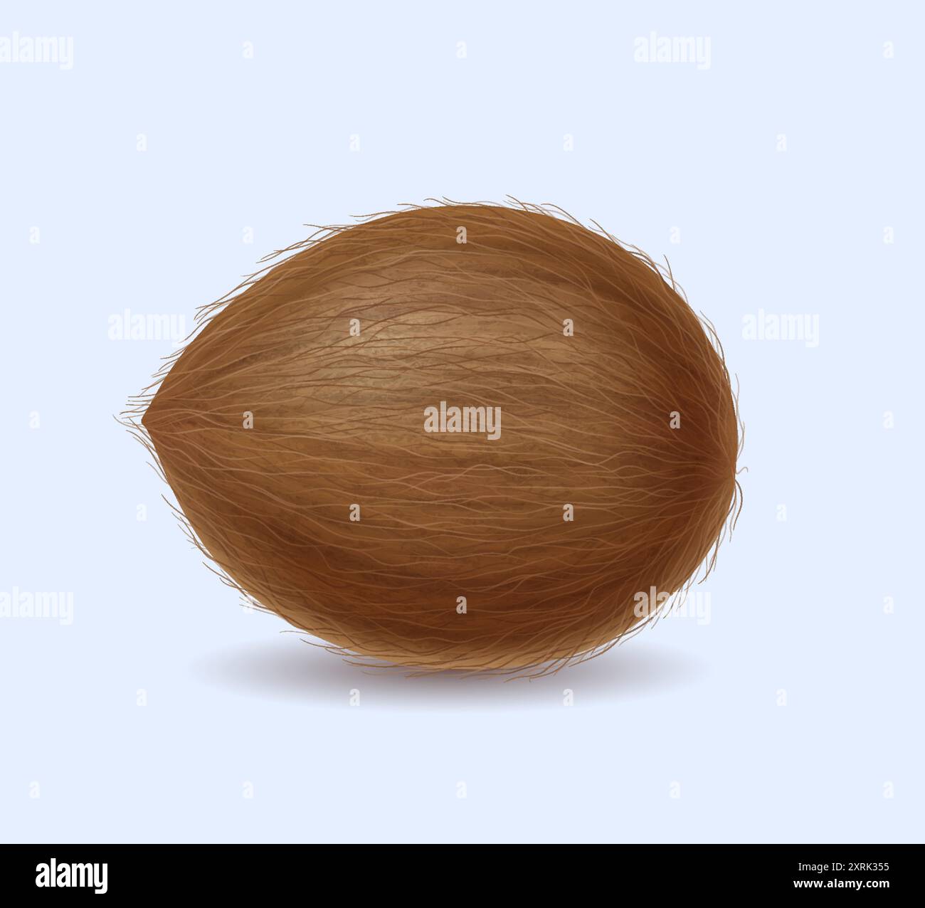 Vector illustration realistic coco fruit whole hi-res stock photography ...