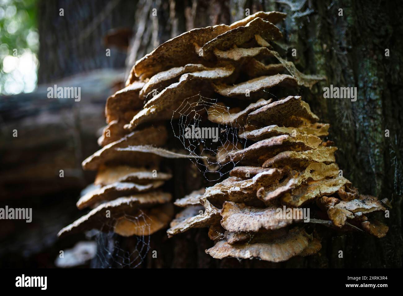 Mushrooms or Fungus on a Tree with Spider Web. National Mushroom Day ...