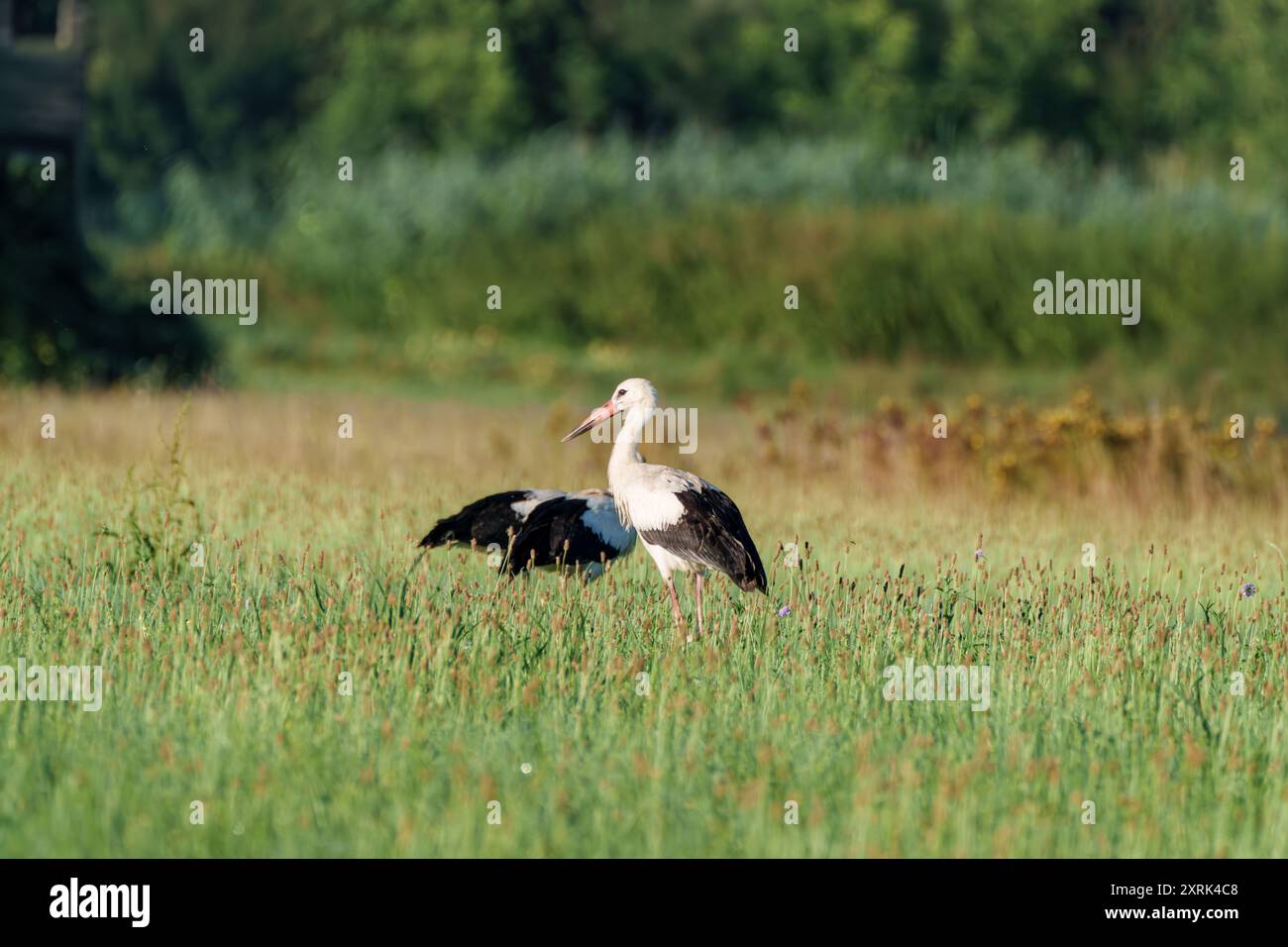 A stork displays its beautiful wings in a vibrant green landscape ...