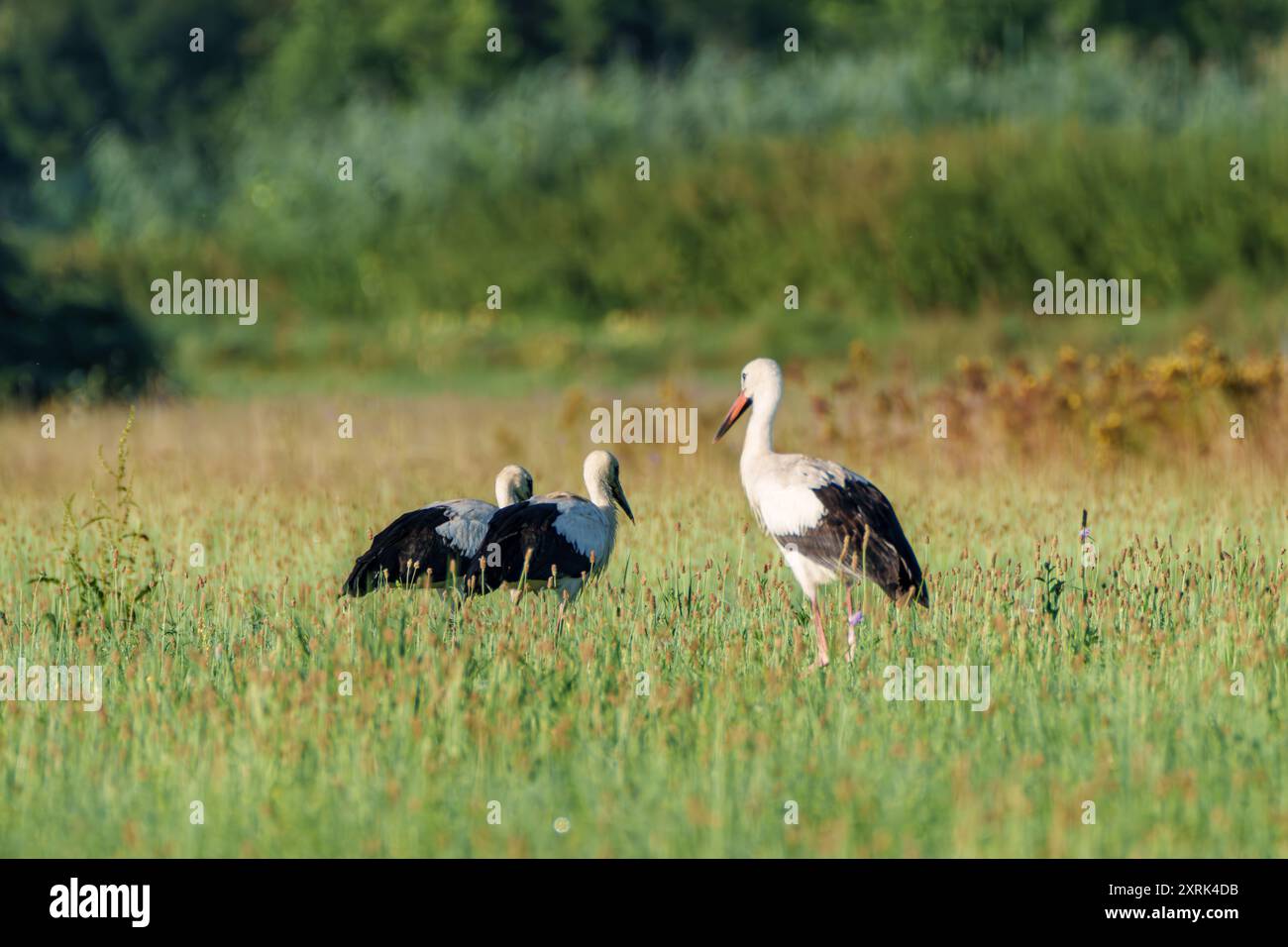 A stork displays its beautiful wings in a vibrant green landscape ...