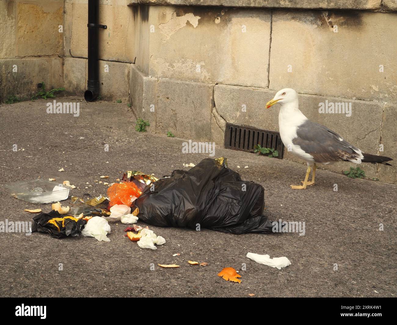 Grey and white herring gull (Larus argentatus) feeding from a torn ...
