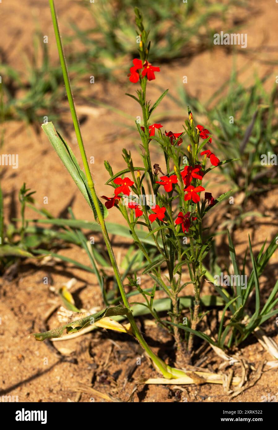 The brilliant red of the Elegant Witchweed is highly visible during the ...