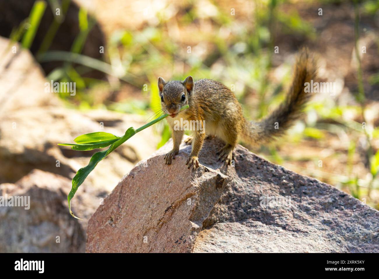 A Smith's Bush Squirrel gathers fresh food to take back to the dray for ...