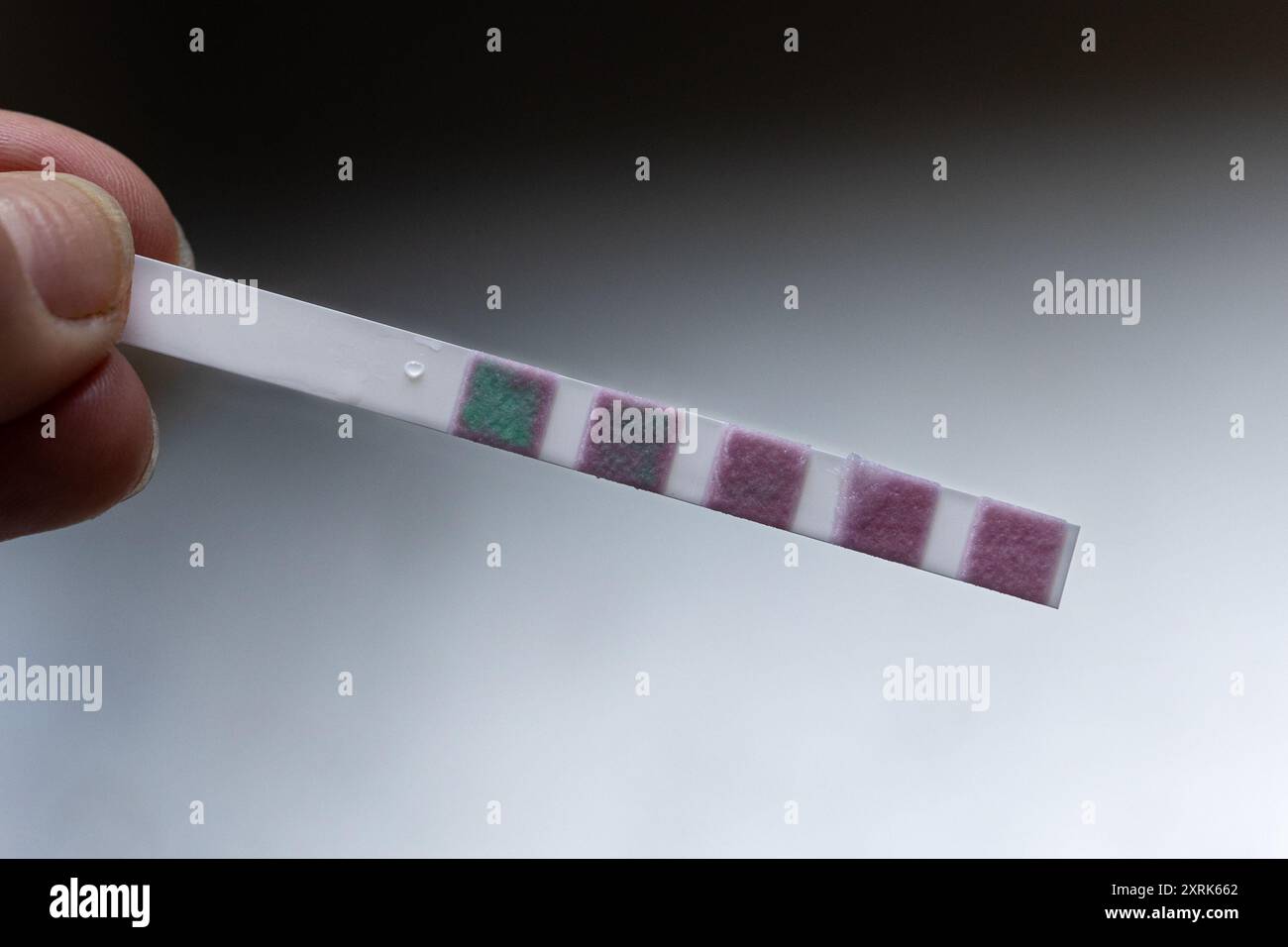 water hardness test strip indicating very hard water by turning purple ...