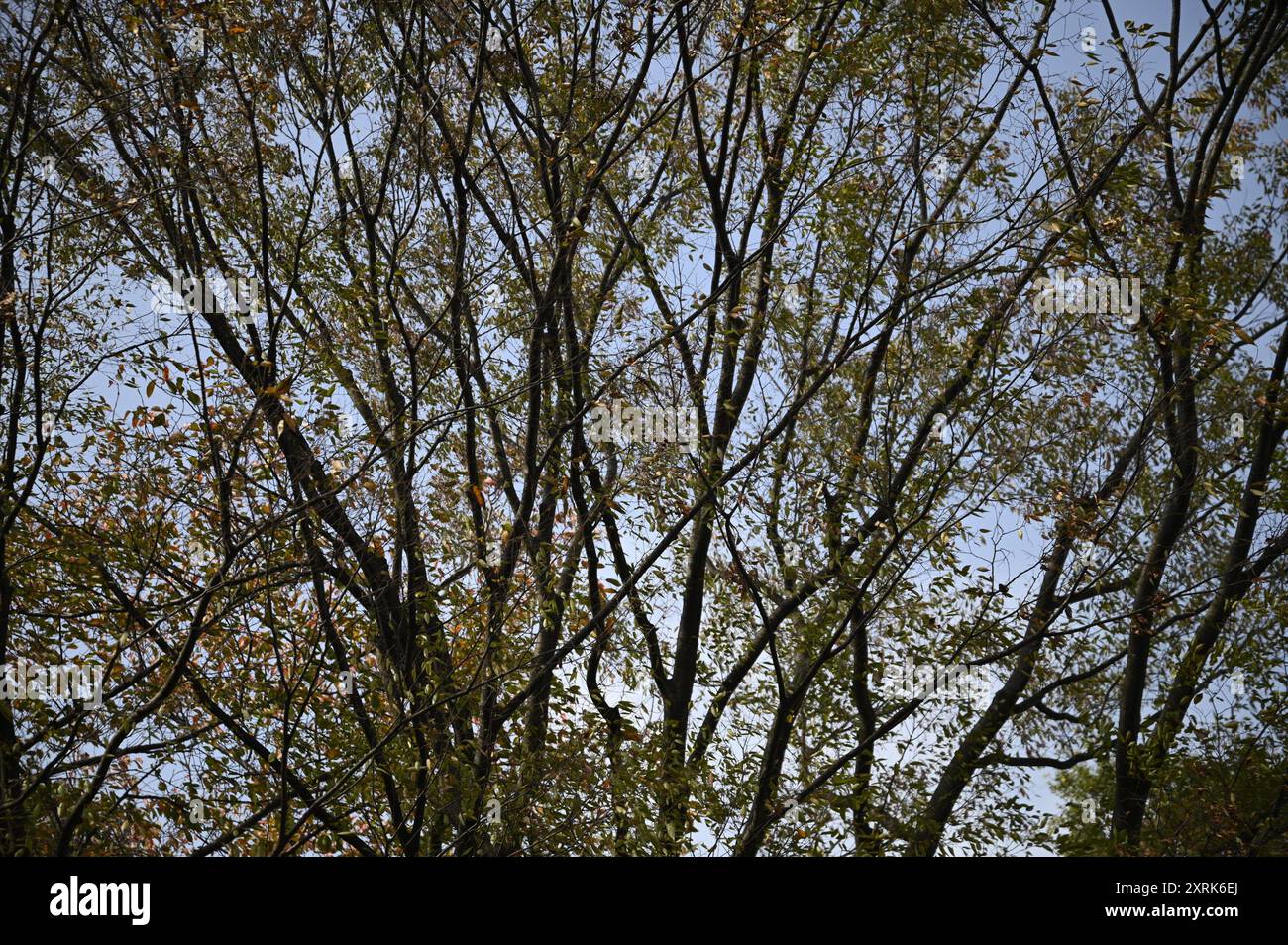 Natural landscape with scenic view of a sacred Sakaki tree known as ...