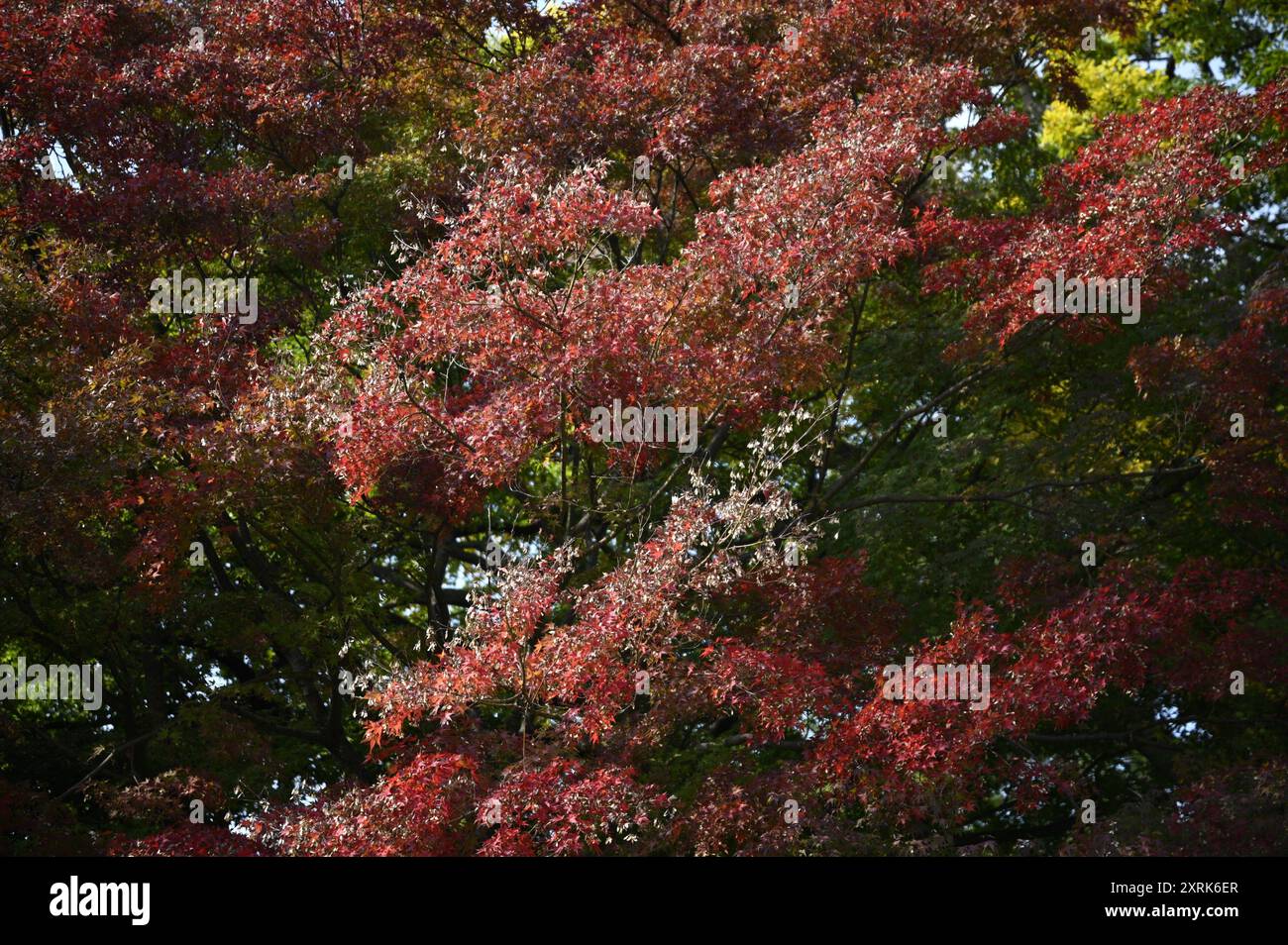 Maple tree autumn foliage on the grounds of Kenroku-en Garden in ...