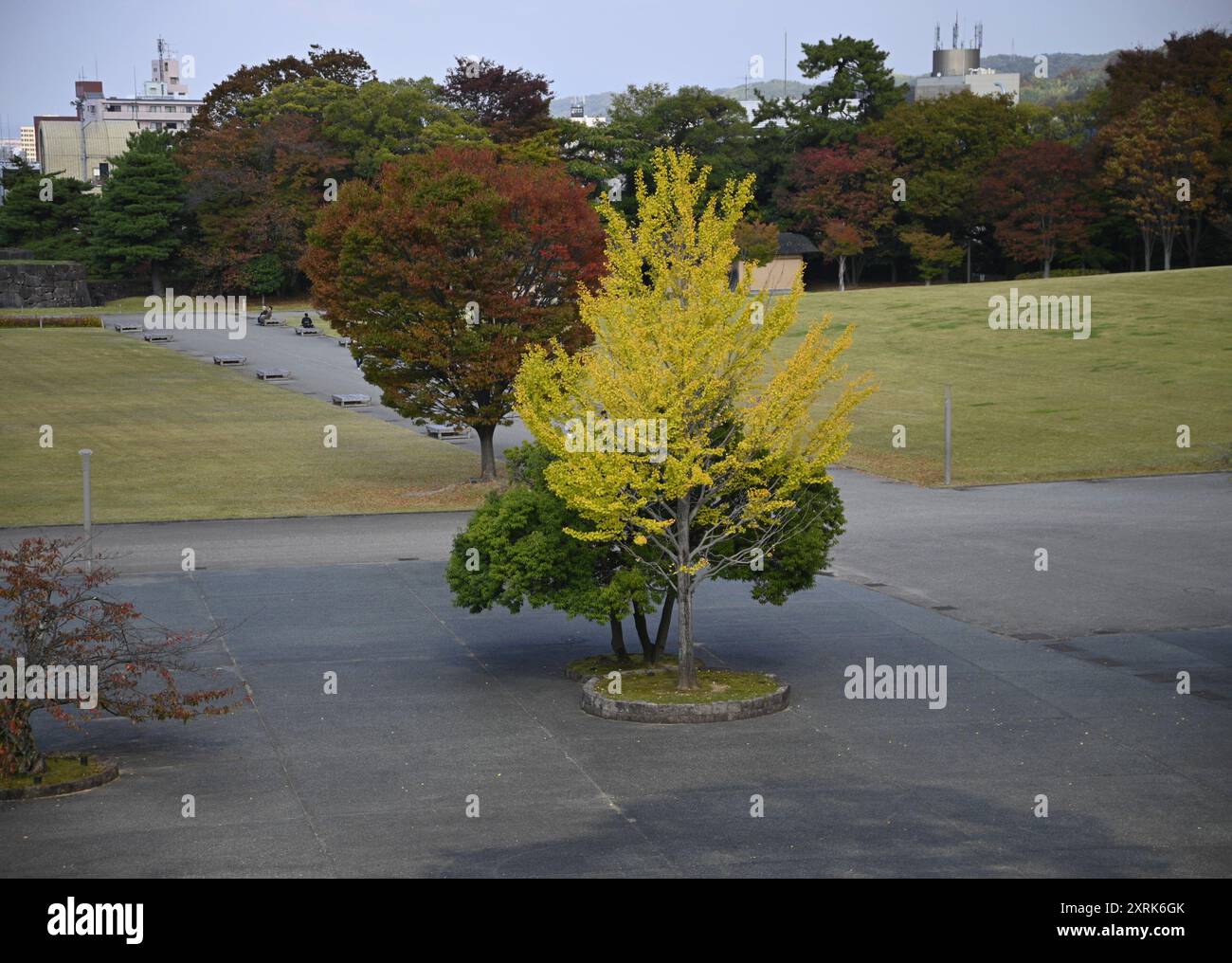 Maple tree autumn foliage on the grounds of Kenroku-en Garden in ...