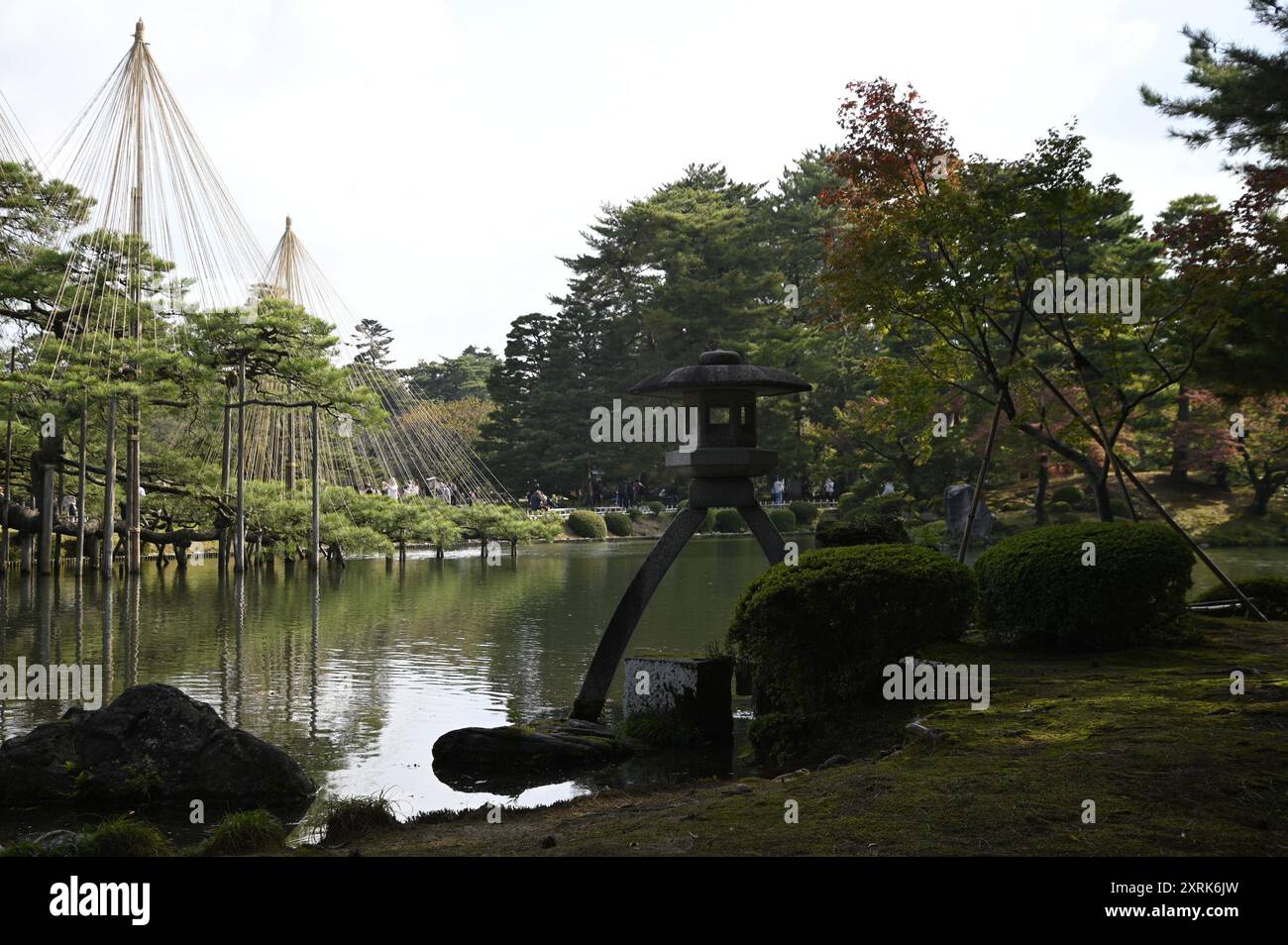 Scenic view of Karasaki pine trees with Yukitsuri technique of erect ...