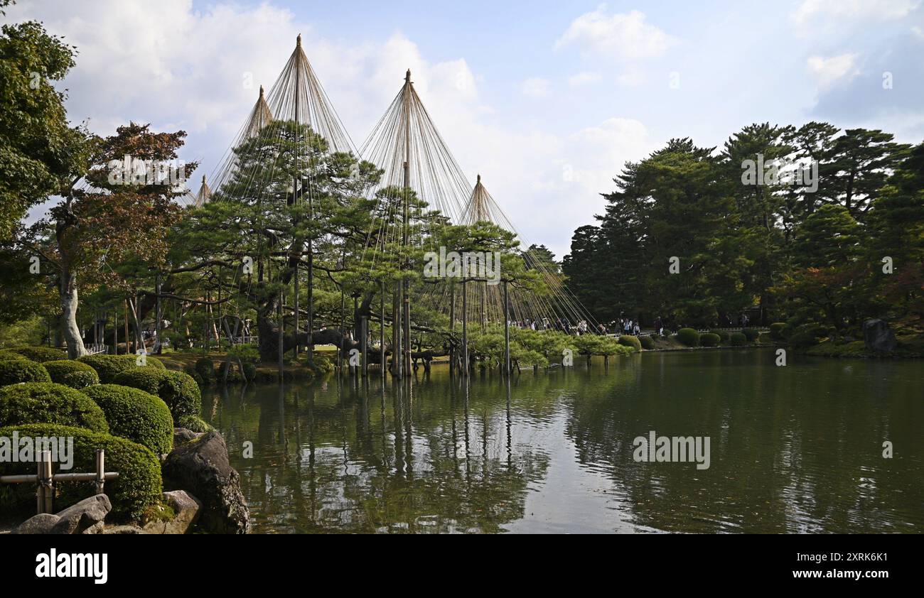 Scenic view of Karasaki pine trees with Yukitsuri technique of erect ...