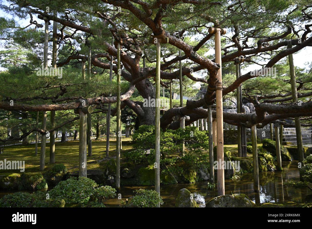 Landscape with scenic view of Karasaki pine trees supported by heavy ...