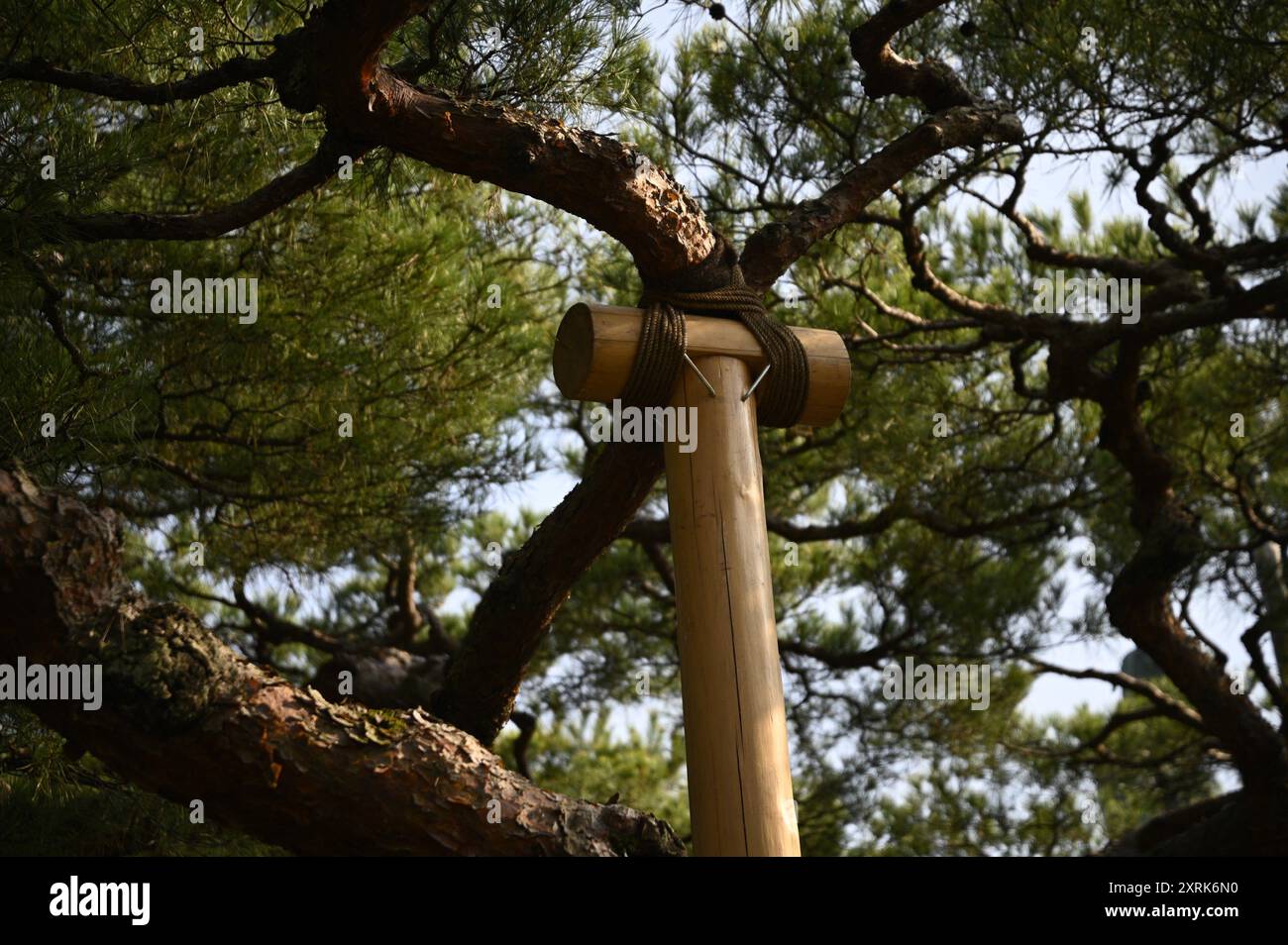 Landscape with scenic view of Karasaki pine trees supported by heavy ...