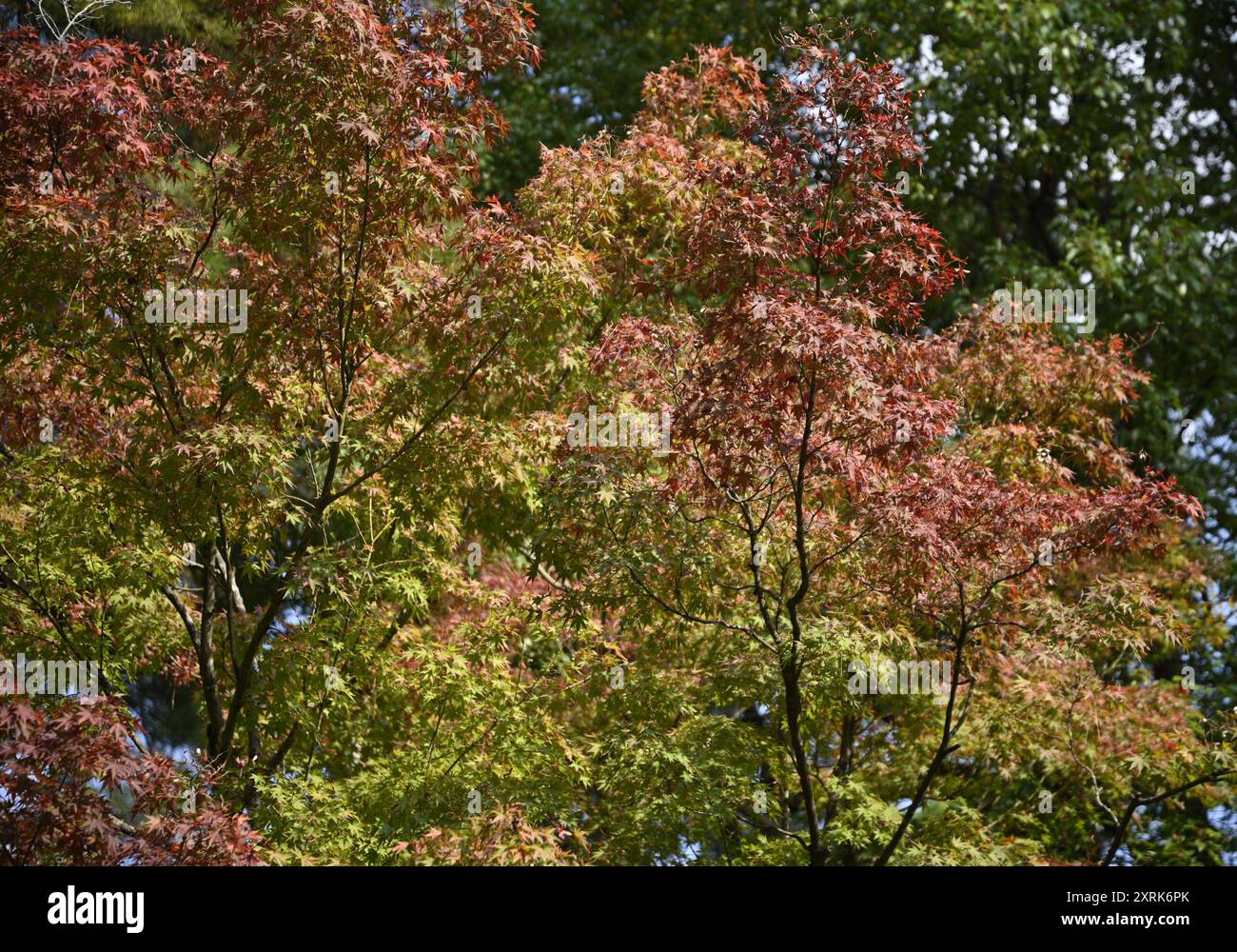 Maple tree autumn foliage on the grounds of Kenroku-en Garden in ...