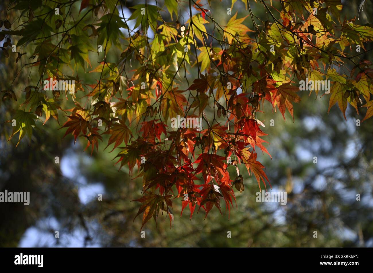 Maple tree autumn foliage on the grounds of Kenroku-en Garden in ...