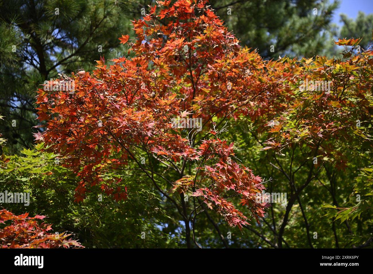 Maple tree autumn foliage on the grounds of Kenroku-en Garden in ...