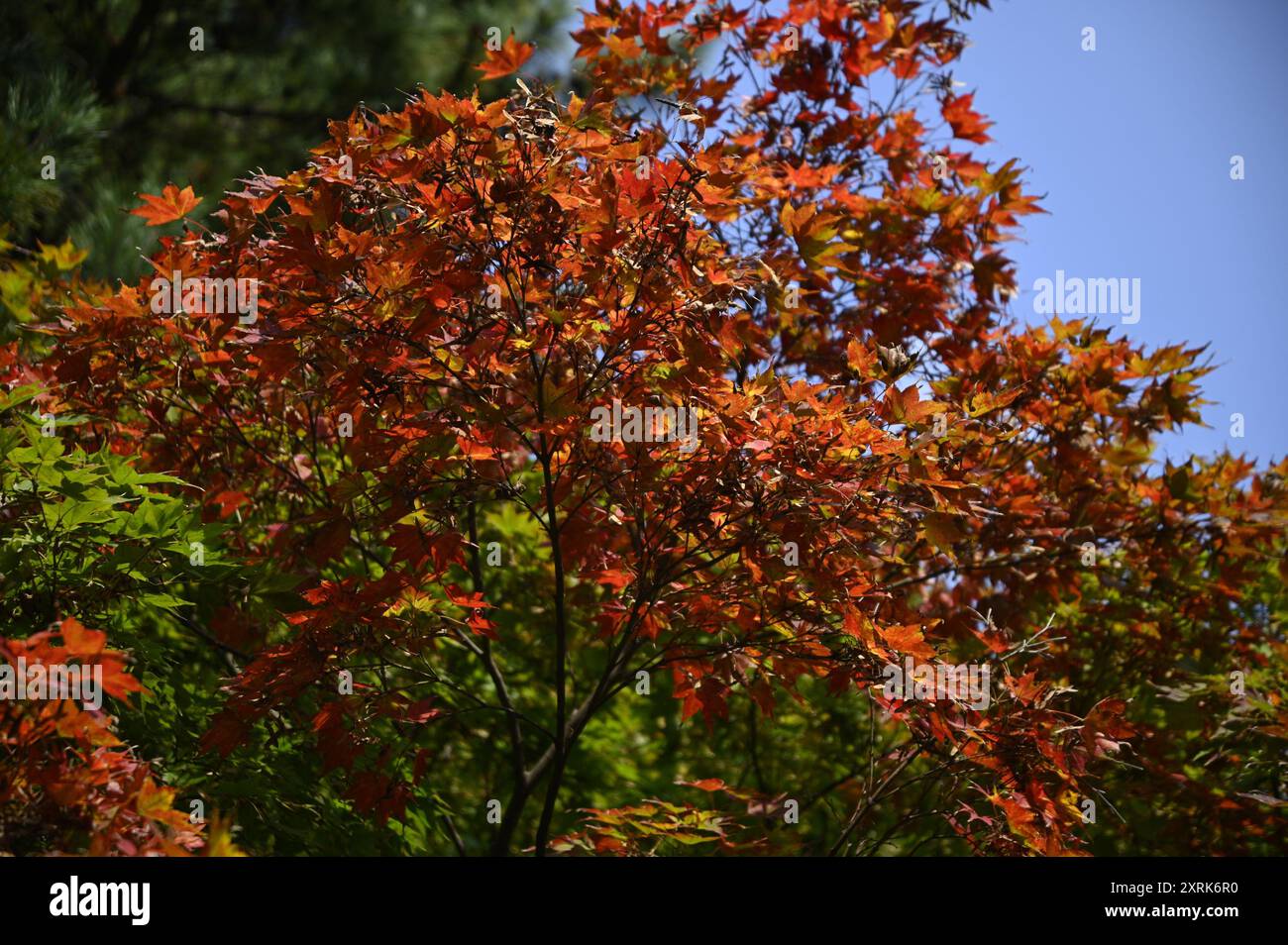 Maple tree autumn foliage on the grounds of Kenroku-en Garden in ...