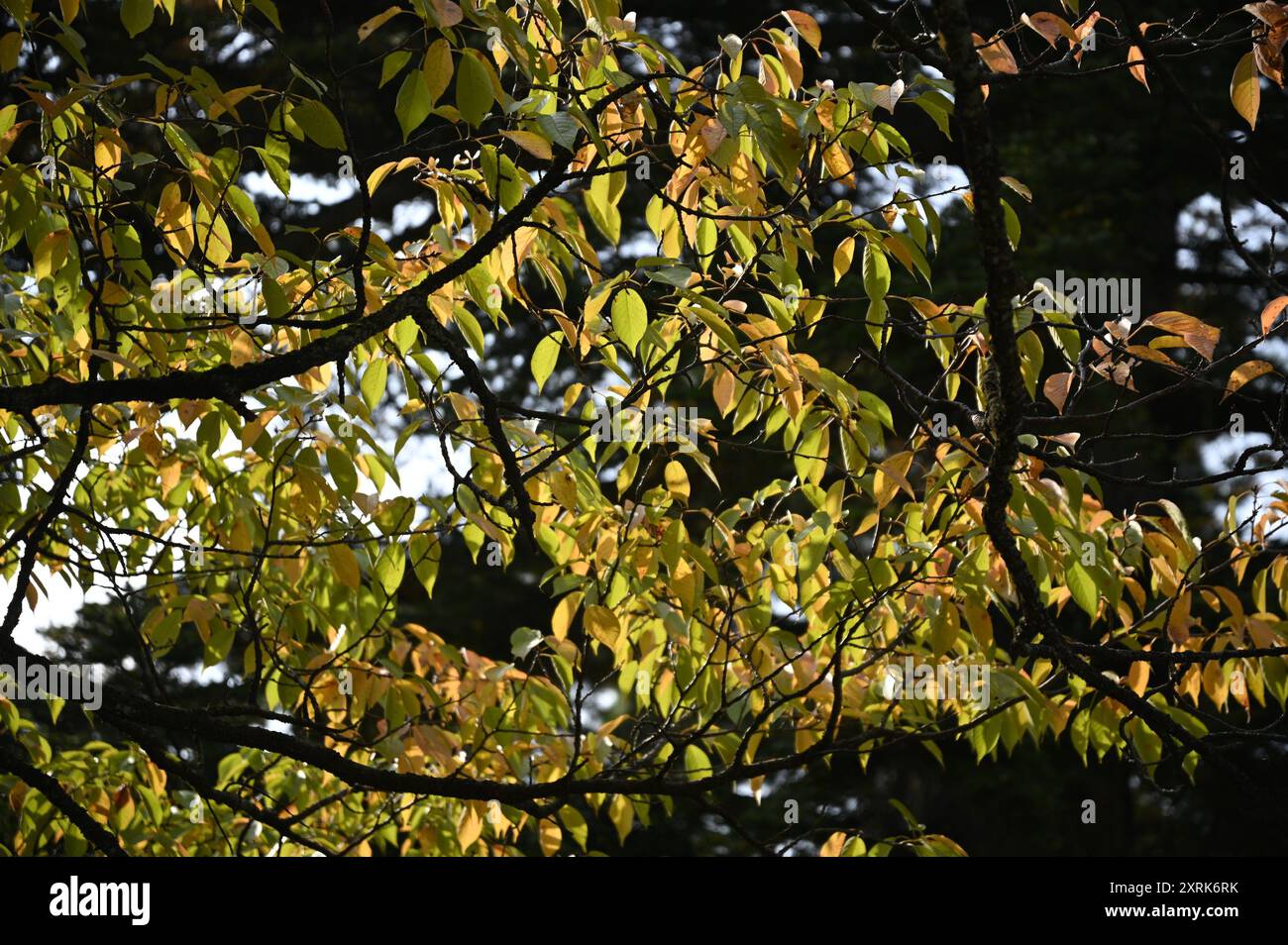 Maple tree autumn foliage on the grounds of Kenroku-en Garden in ...