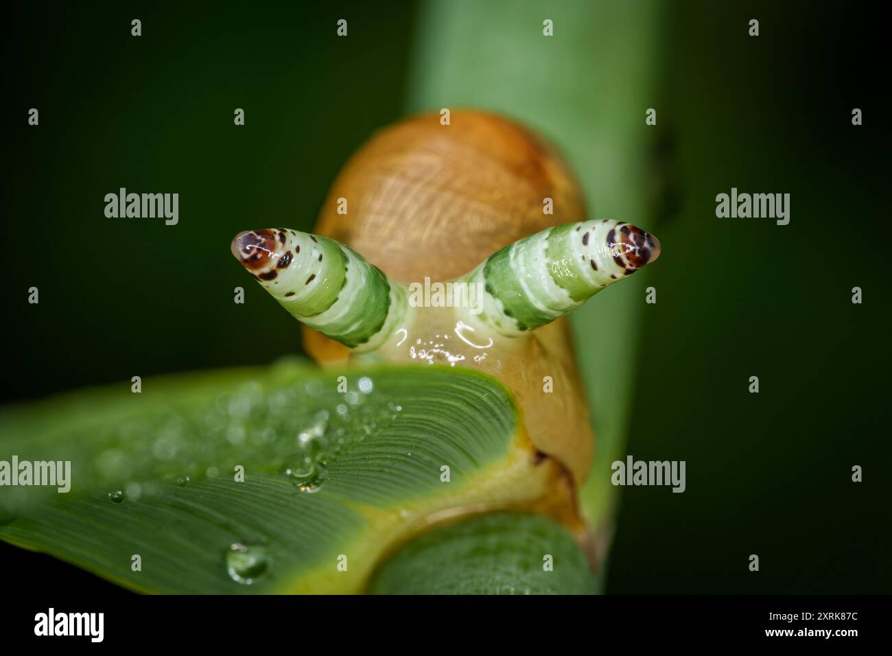A "zombie" snail infected with a parasite (Leucochloridium paradoxum ...