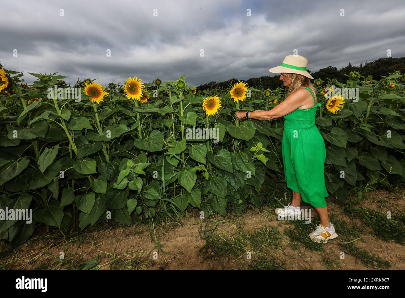 Photos of sunfloqwers hi-res stock photography and images - Alamy