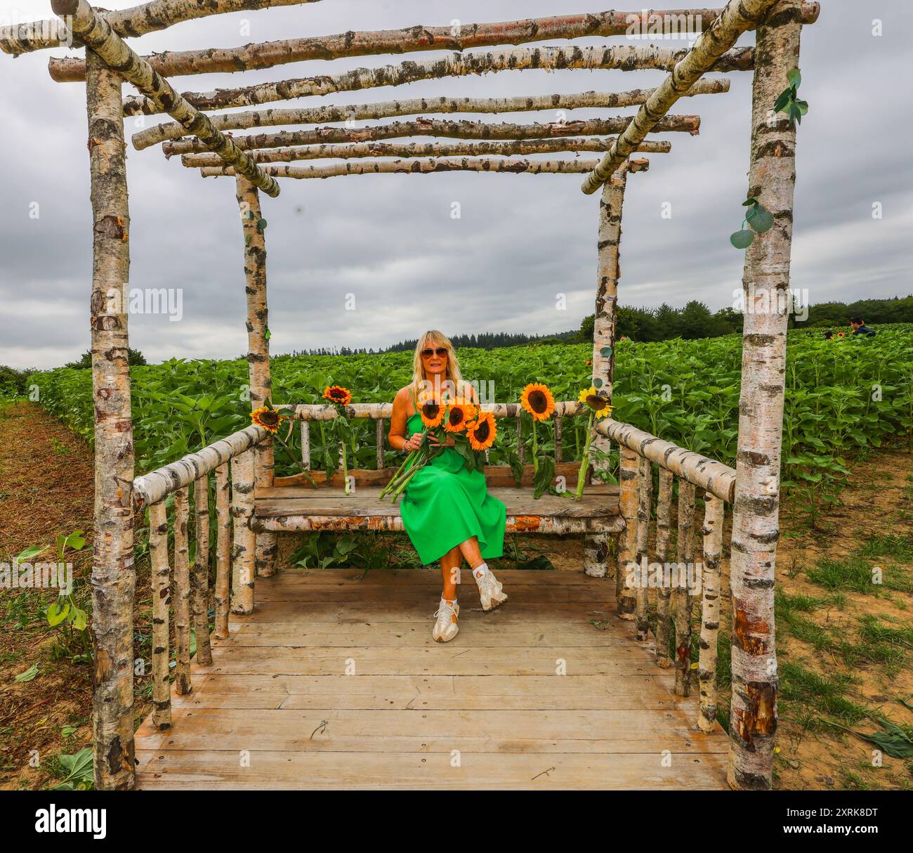 Photos of sunfloqwers hi-res stock photography and images - Alamy